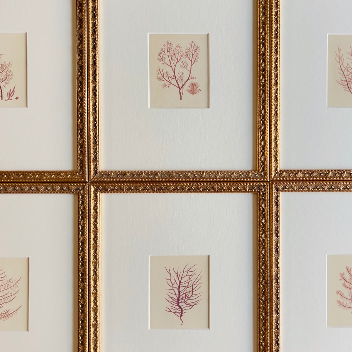 The Miniature Seaweeds – Petri Prints